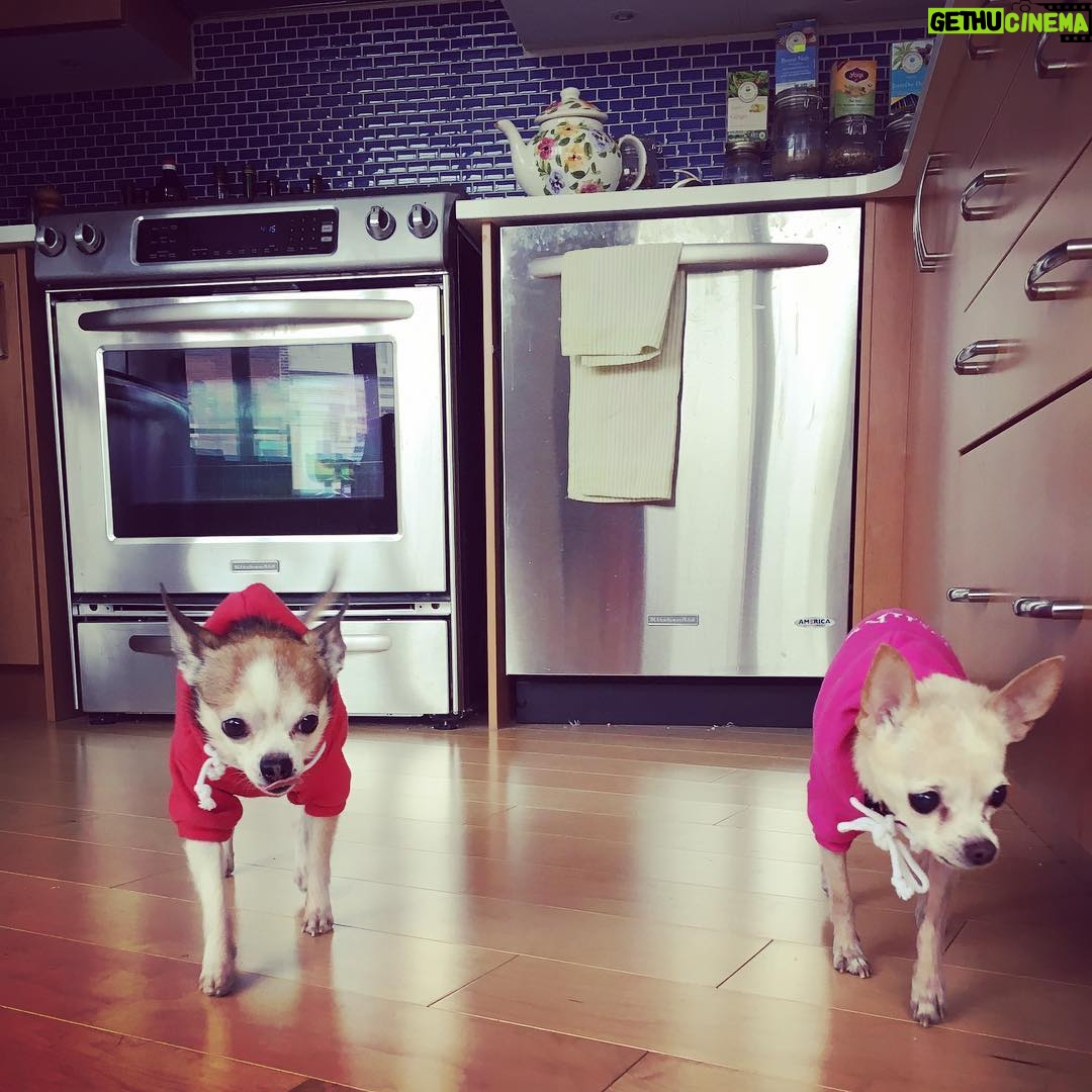 Annie Murphy Instagram – There are dogs that I could crumble into dust ...