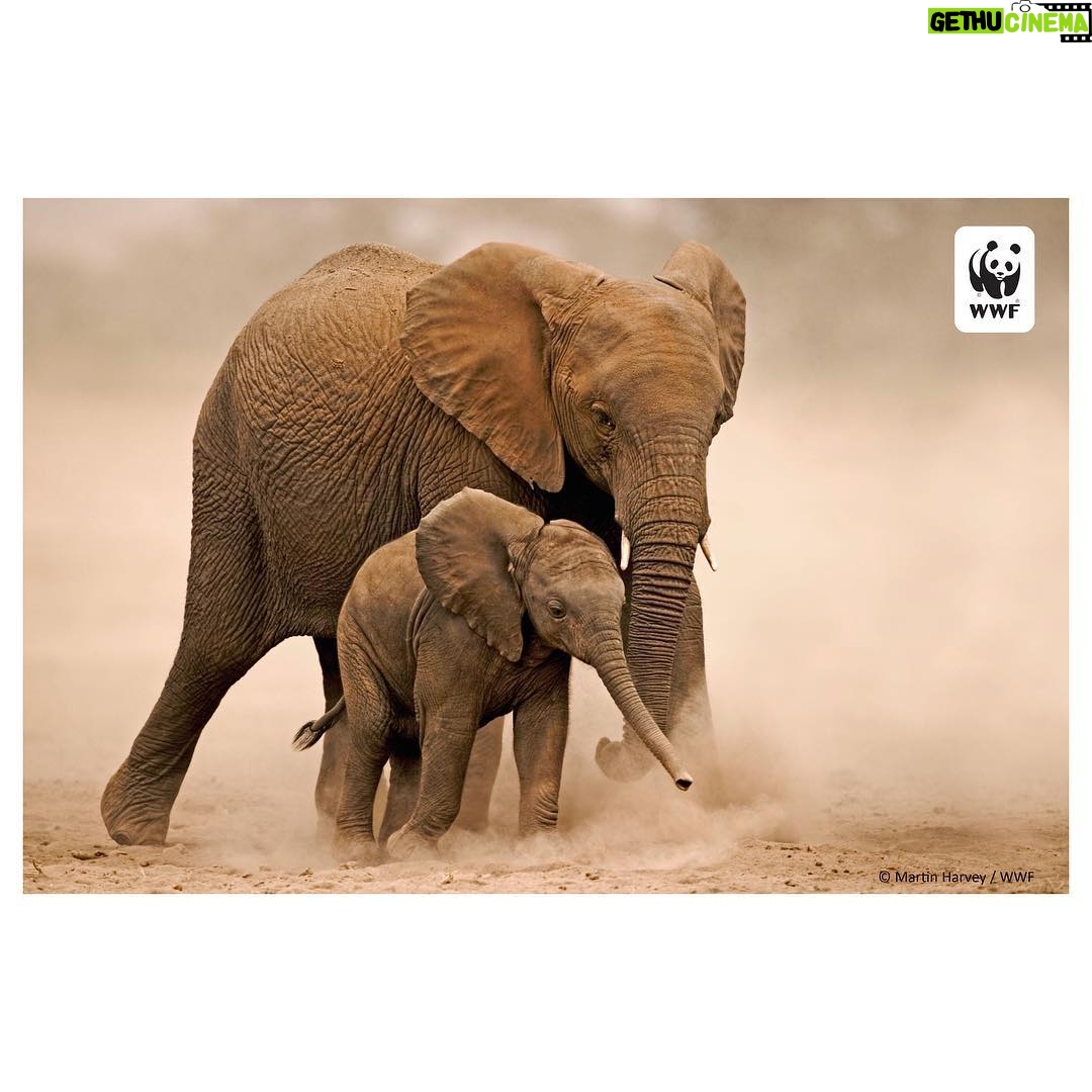 Elizabeth Lail Instagram – Did you know poachers kill 55 African ...