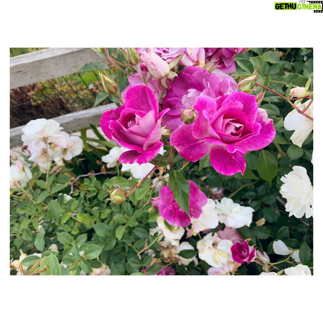 María Valverde Instagram – Es ver las flores del jardín y llenarme de ...