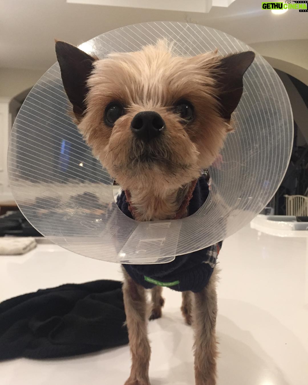 A.J. Cook Instagram – Heading into the weekend like… #coneofshame # ...