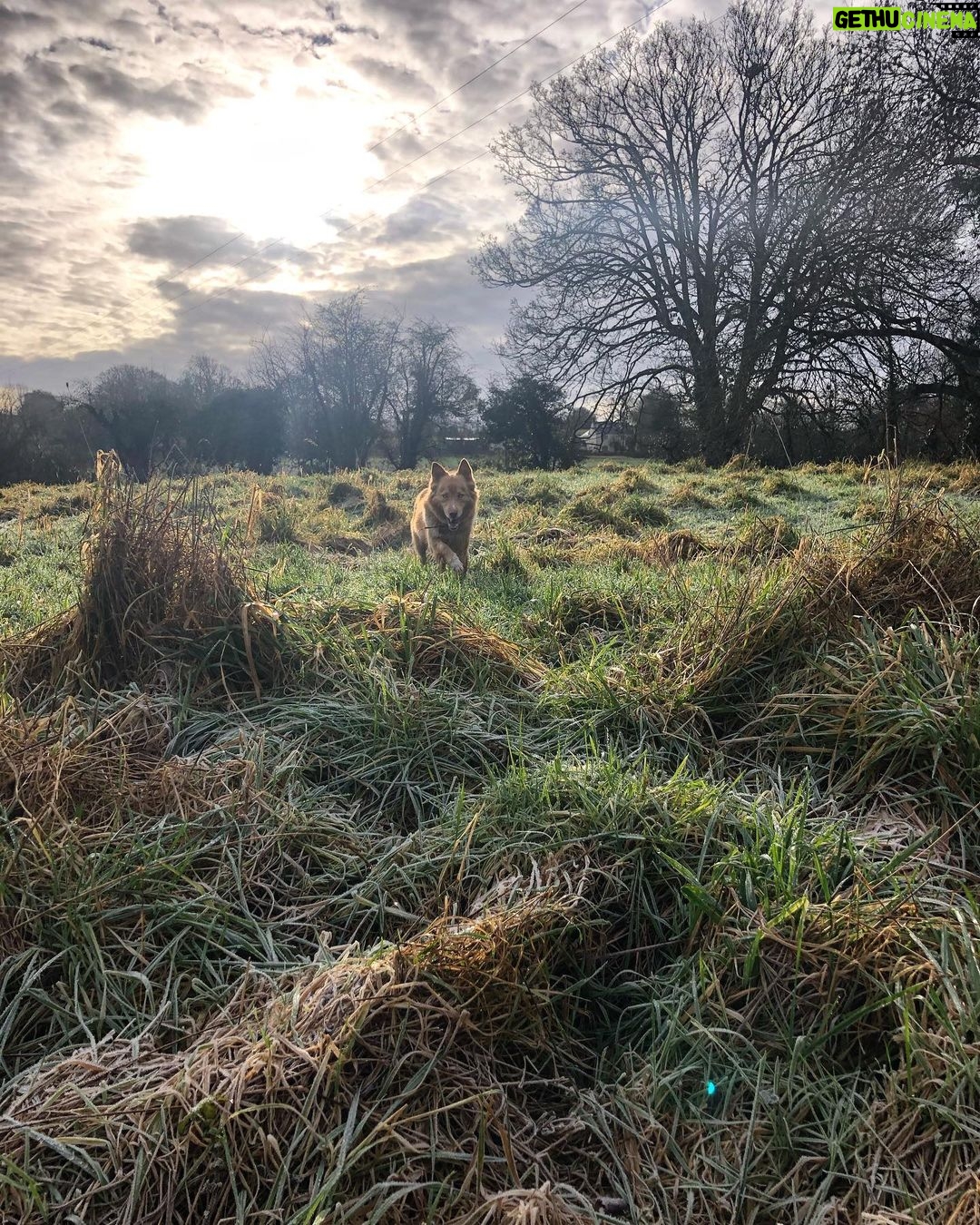 Annabelle Wallis Instagram – Zeus 💫 #adoptdontshop | Gethu Cinema