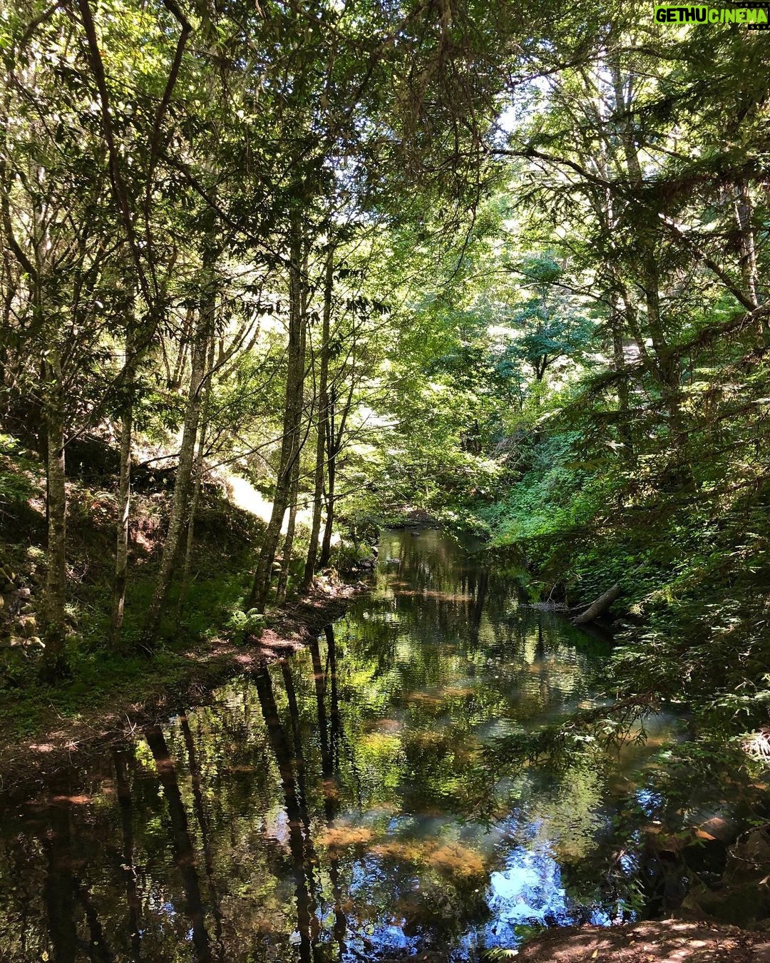 Annabelle Wallis Instagram – Majestic Redwood forests #california ...