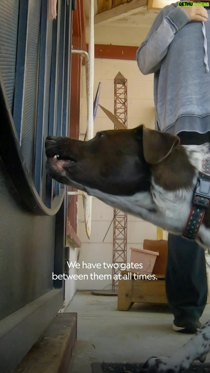 Cesar Millan Instagram – The House of Fear! Meet Ricky and Bronnie. Two ...