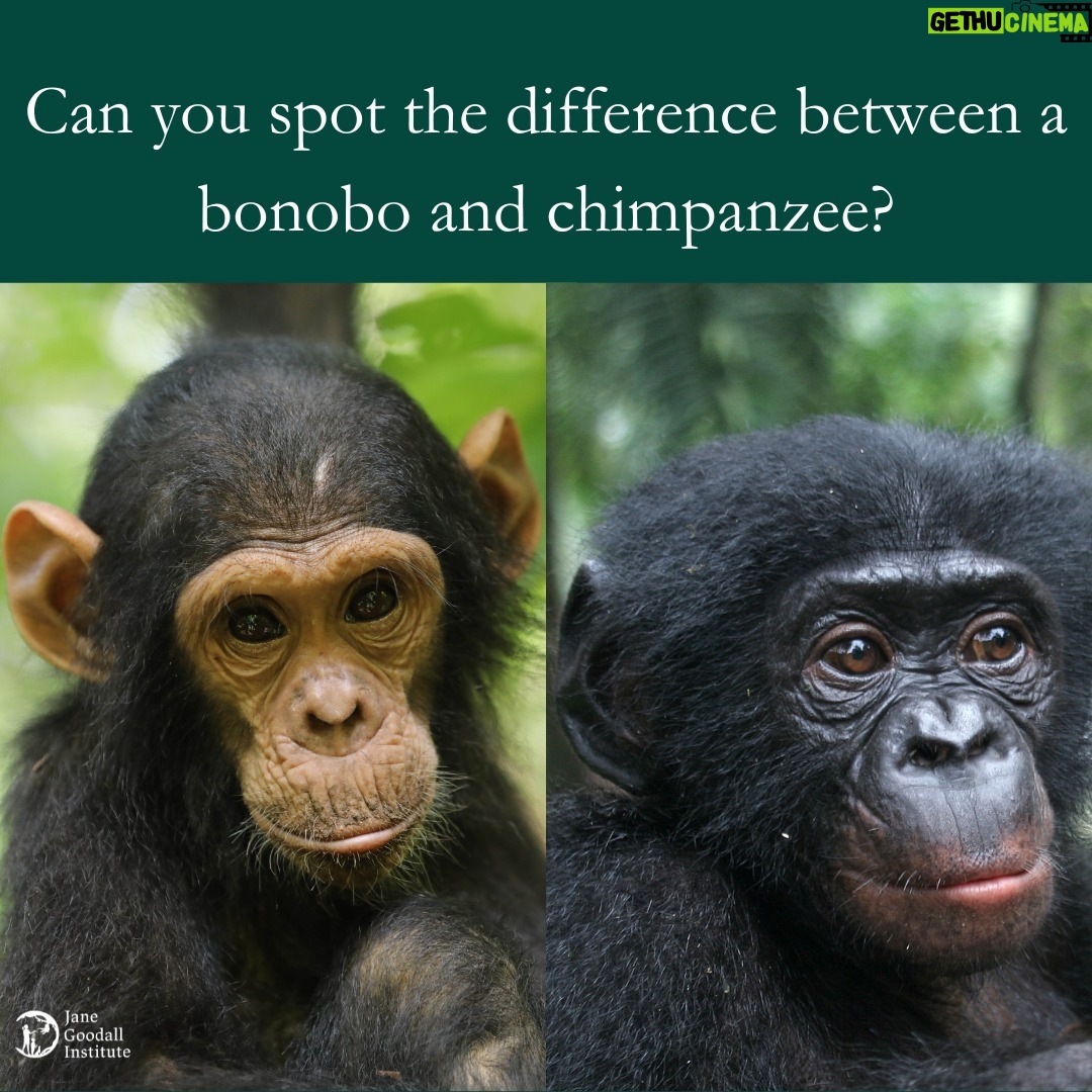 Jane Goodall Instagram – 🌿 Did you know? Chimpanzees and bonobos, our closest relatives in the ...
