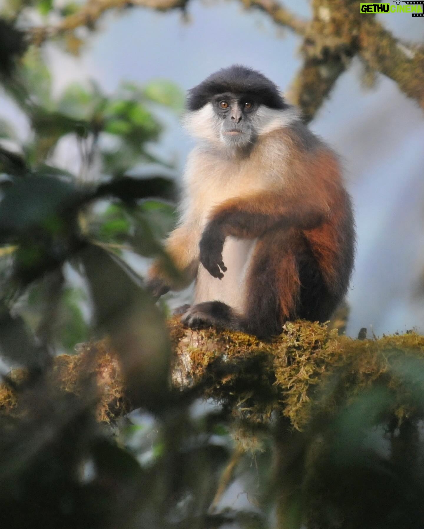 Leonardo DiCaprio Instagram – Africa’s red colobus monkeys are ...