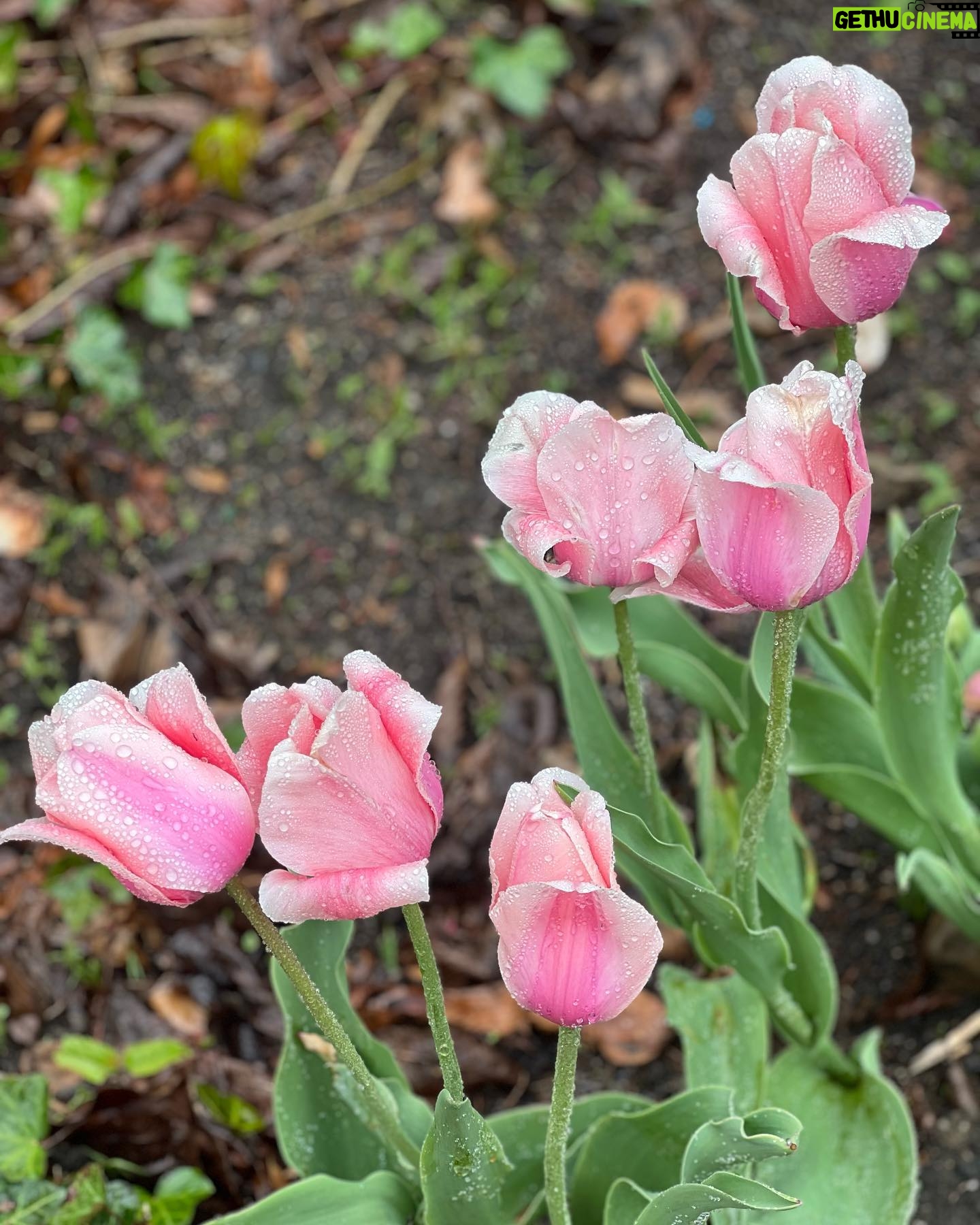 Susan Sarandon Instagram – The Brooklyn Botanic Garden rocks | Gethu Cinema