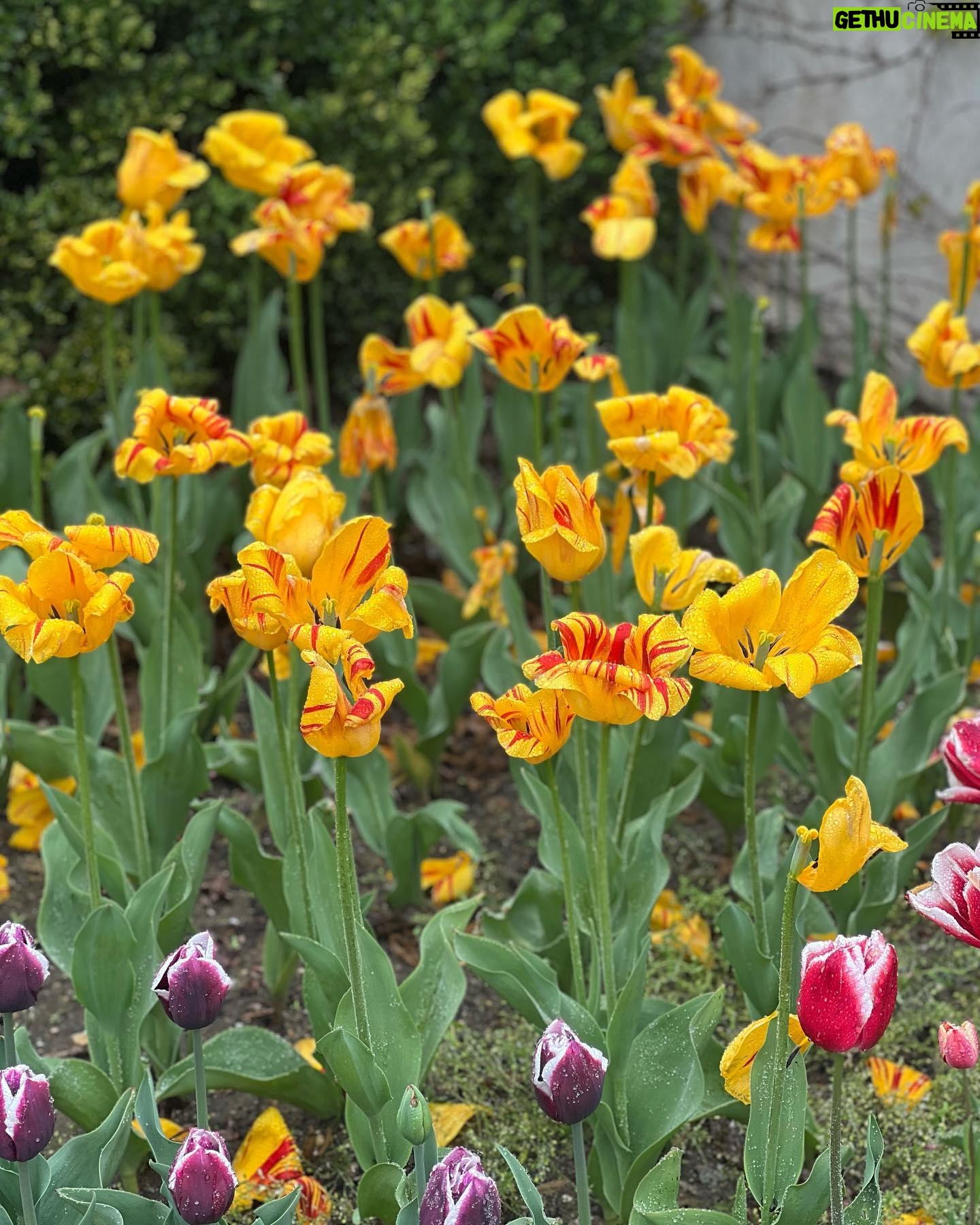 Susan Sarandon Instagram – The Brooklyn Botanic Garden rocks | Gethu Cinema