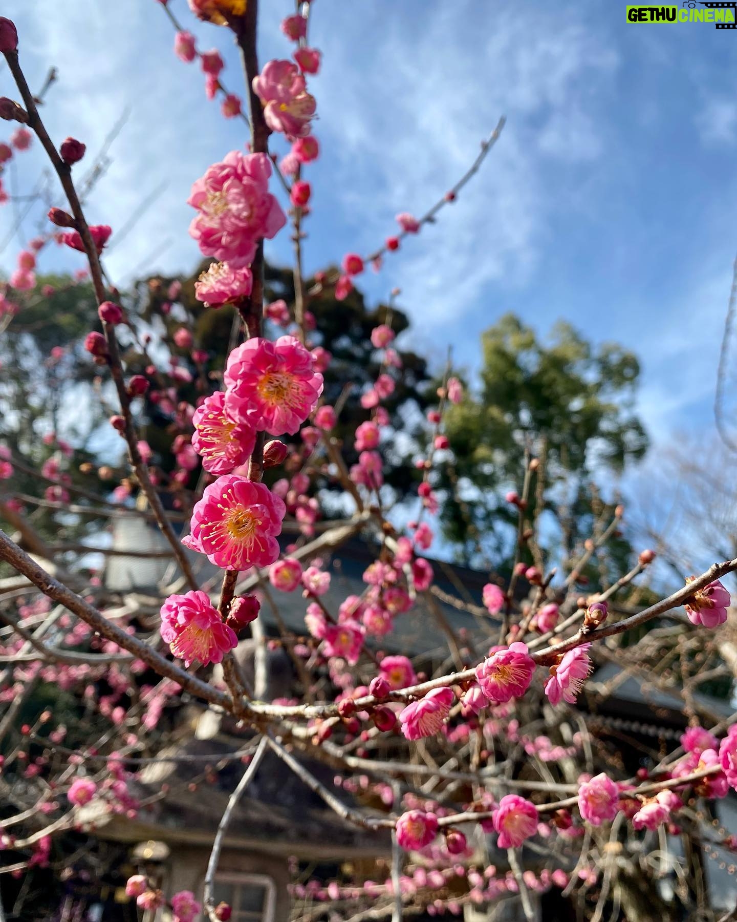 Asami Seto | Gethu Cinema