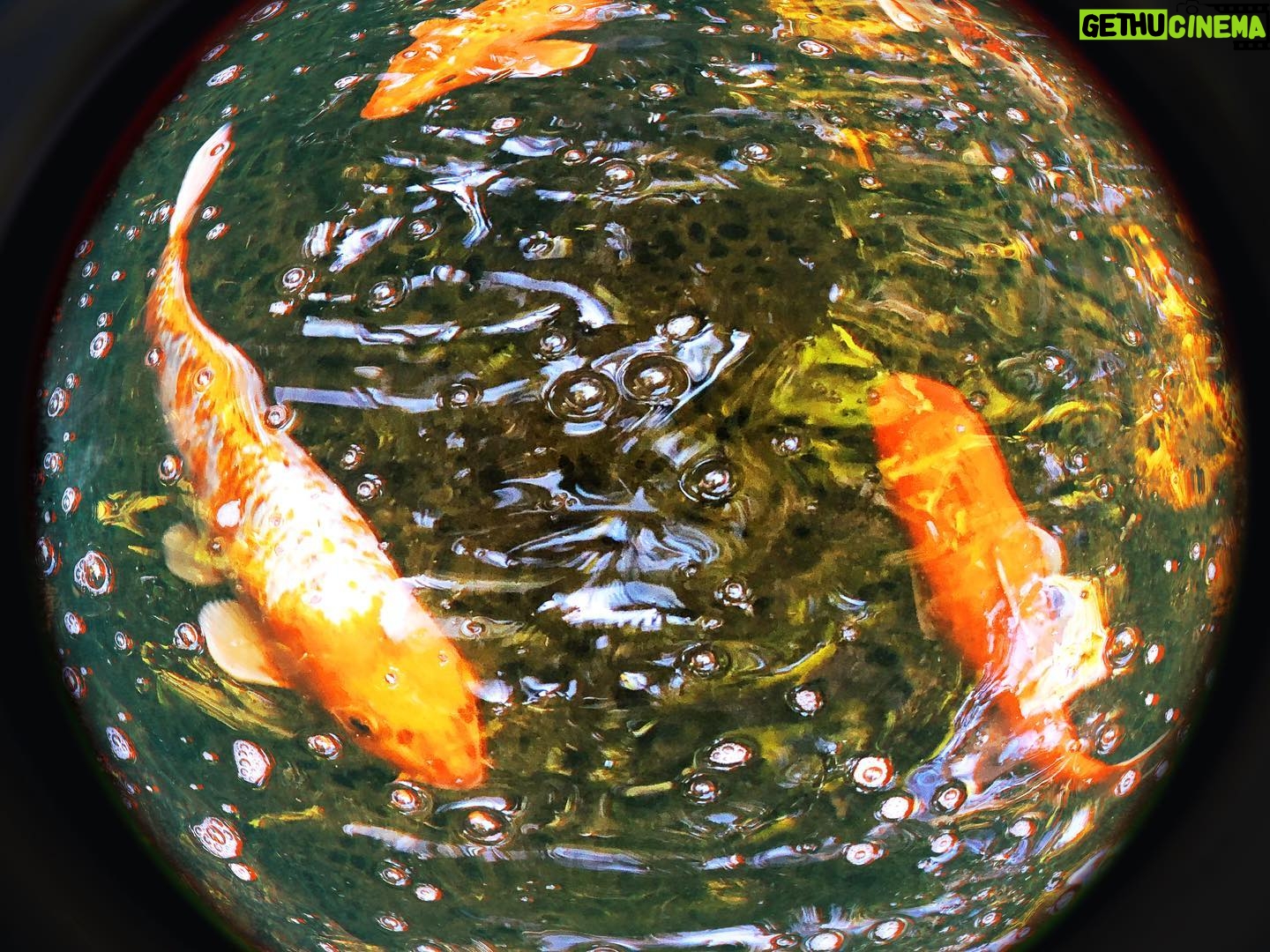 Helena Howard | Gethu Cinema