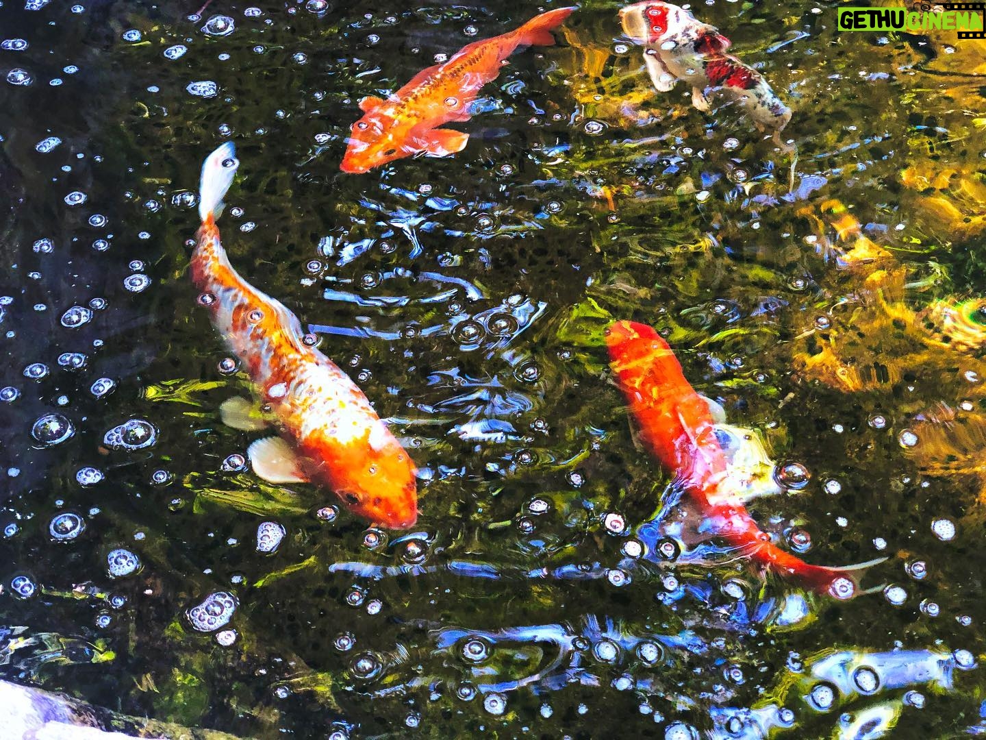 Helena Howard | Gethu Cinema