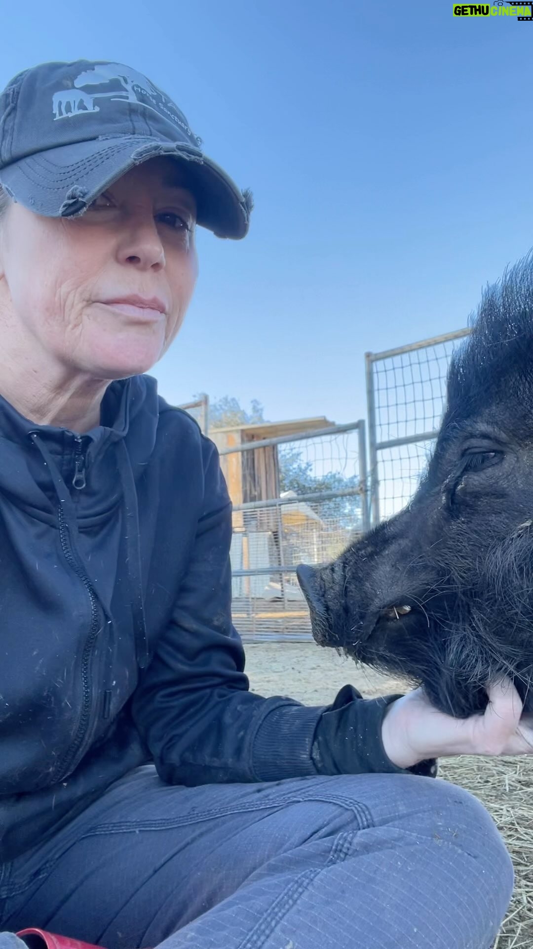 Kim Rhodes Instagram – I love Mo. He is very charming. #pig # ...