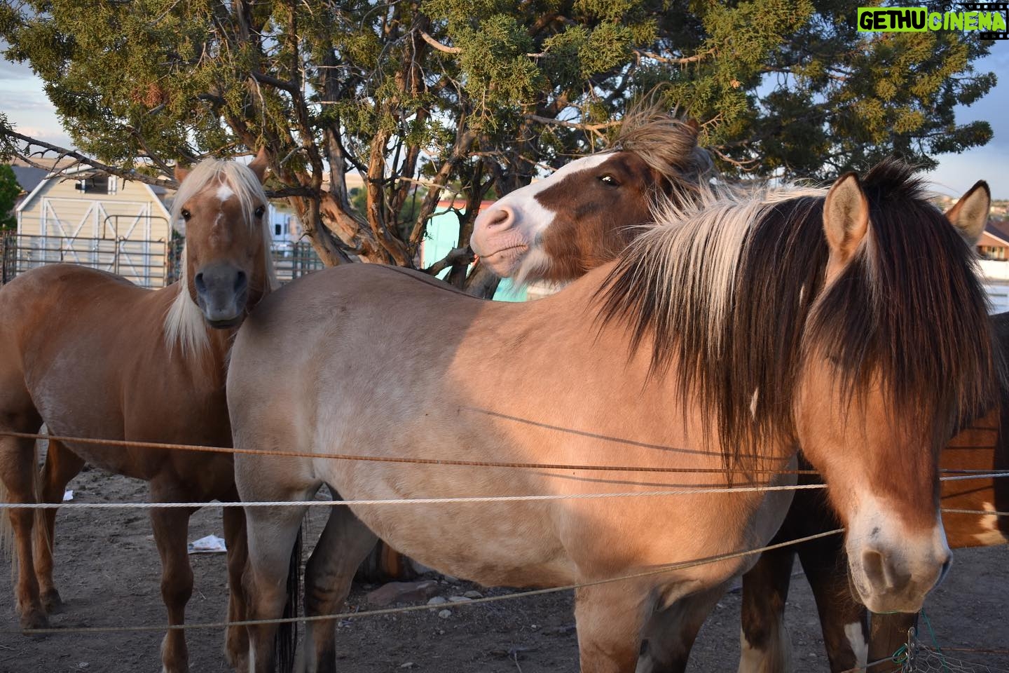Lisa Hanawalt | Gethu Cinema