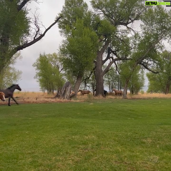 Lisa Hanawalt | Gethu Cinema