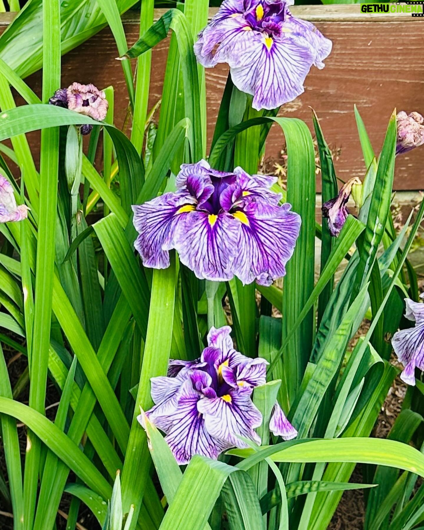 Michaela Angela Davis | Gethu Cinema