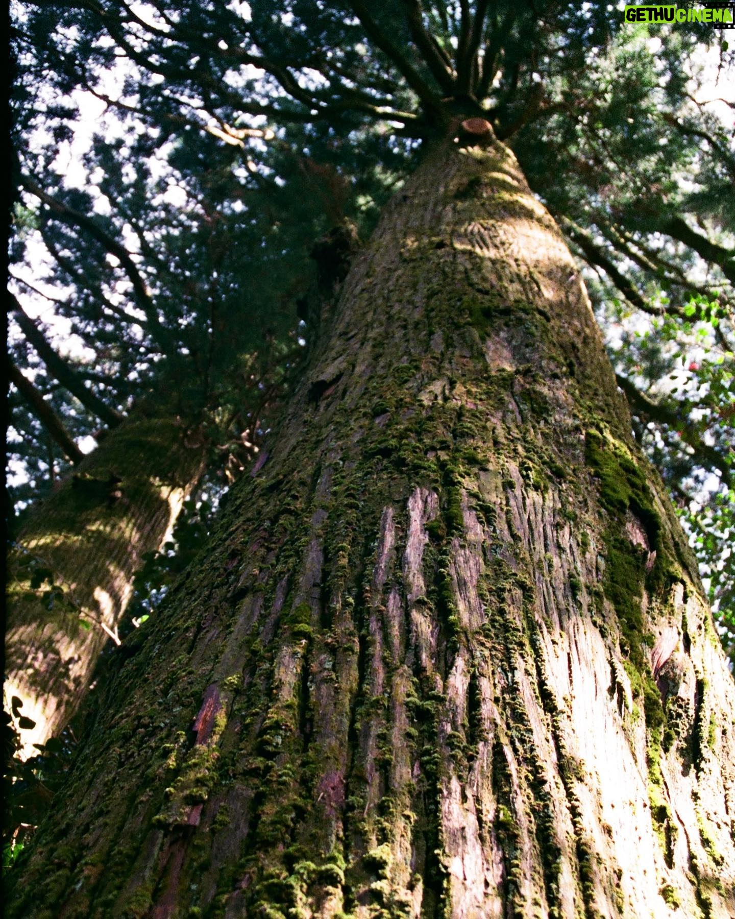 Nimura Sawa | Gethu Cinema