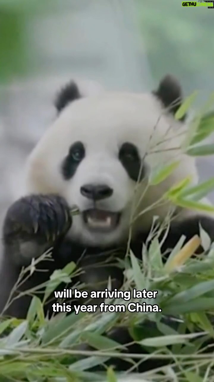 Norah O’Donnell Instagram – Two new giant pandas will return to ...