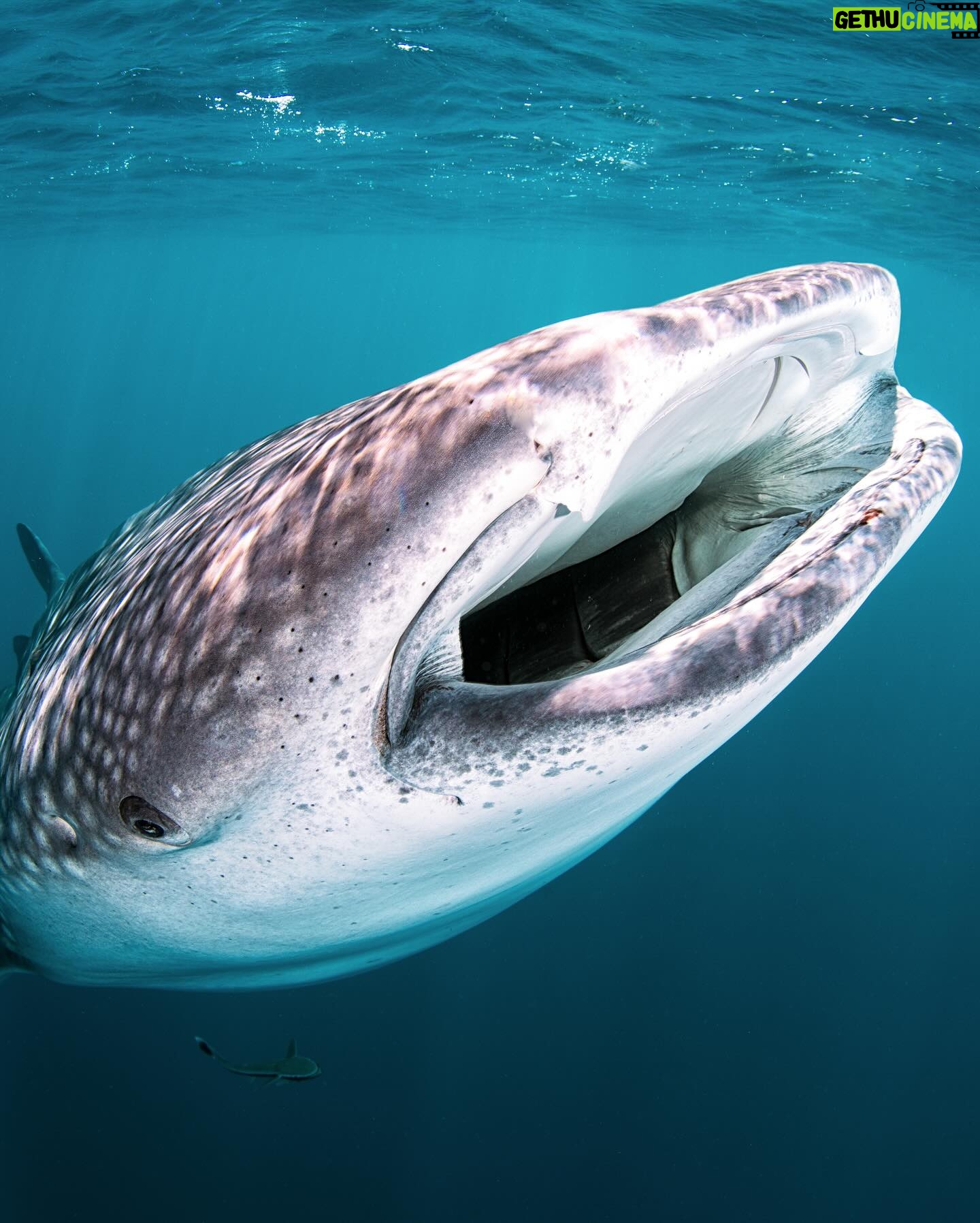 Patty Pei-Yu Lee | Gethu Cinema