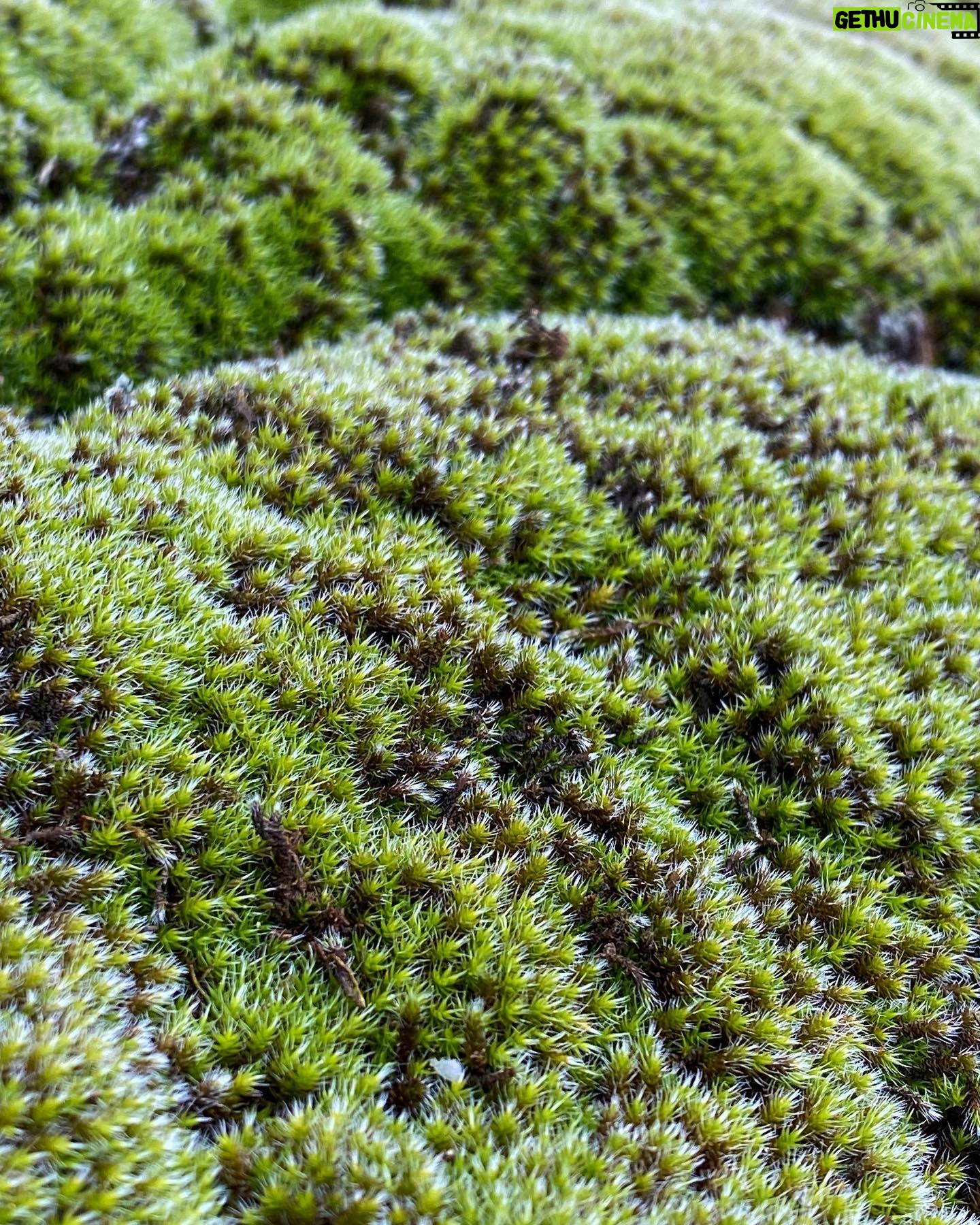 Philippa Northeast Instagram – Naytcha | Gethu Cinema