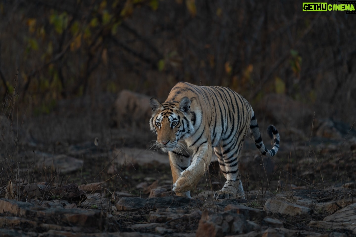 Sri Sudha Bhimireddy | Gethu Cinema