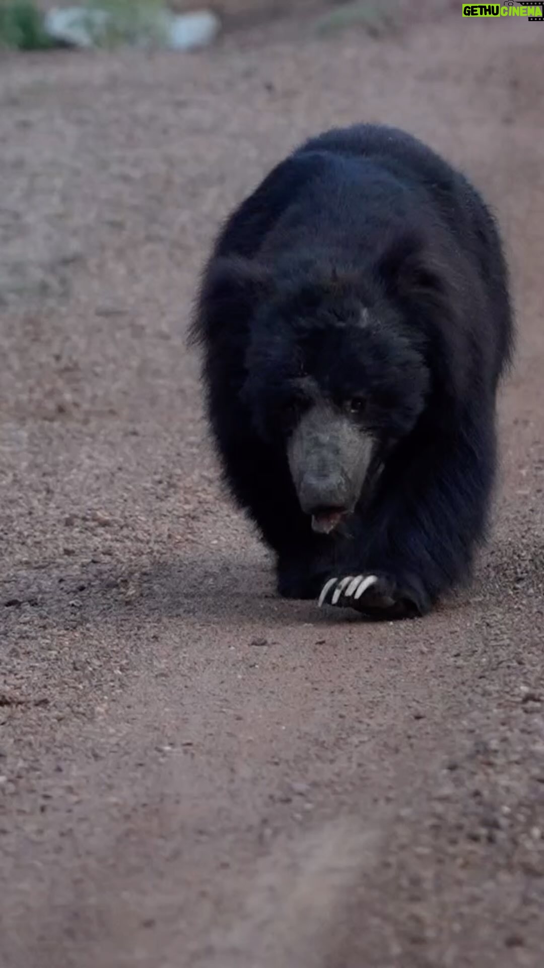Sri Sudha Bhimireddy | Gethu Cinema