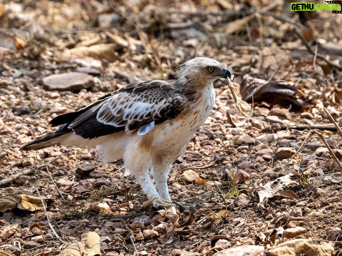 Sri Sudha Bhimireddy | Gethu Cinema