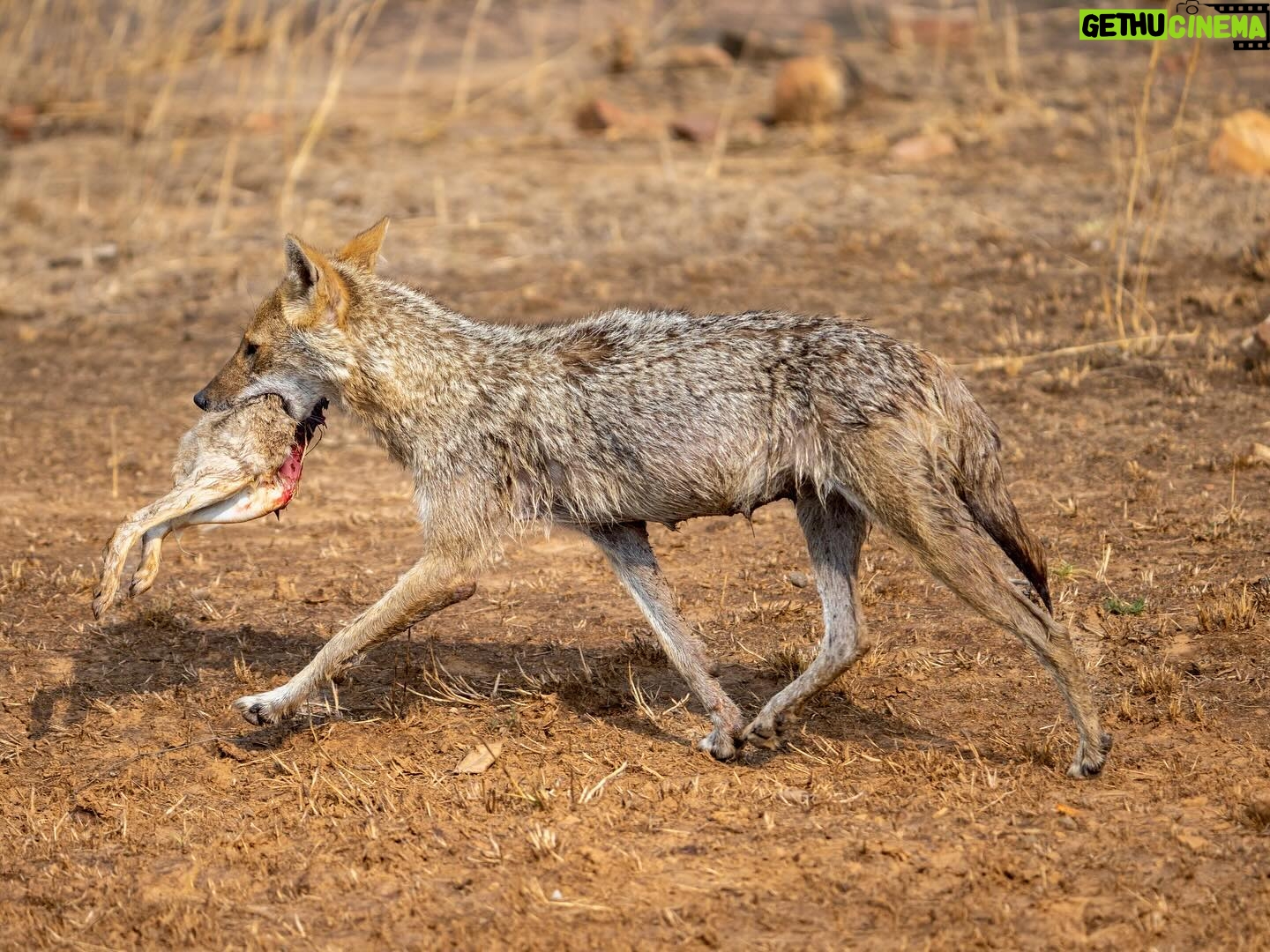 Sri Sudha Bhimireddy | Gethu Cinema