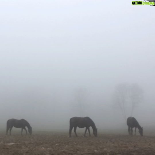 Beril Kayar | Gethu Cinema