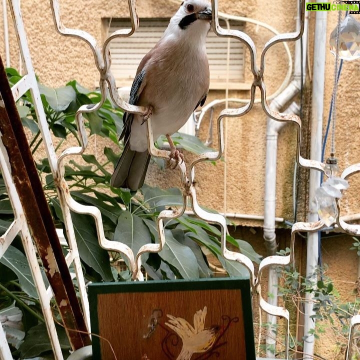 Gala Kogan | Gethu Cinema