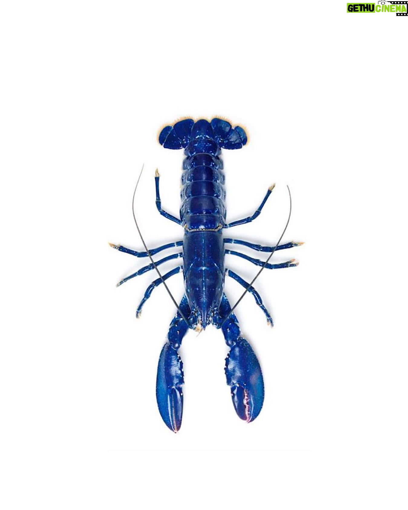 Ioanna Gika | Gethu Cinema