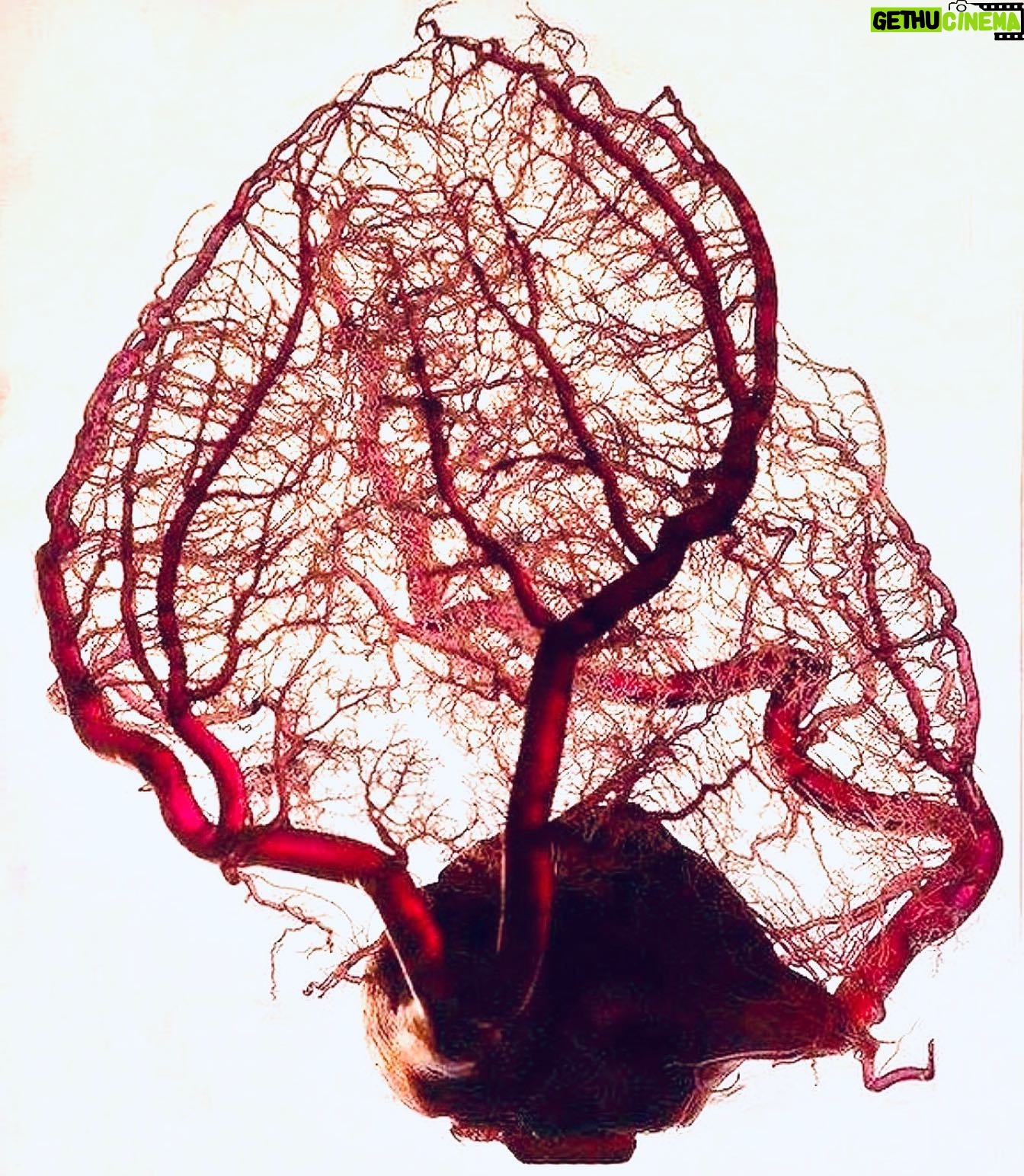 Keon Alexander Wiki, Biography, Age, Gallery, Spouse and more