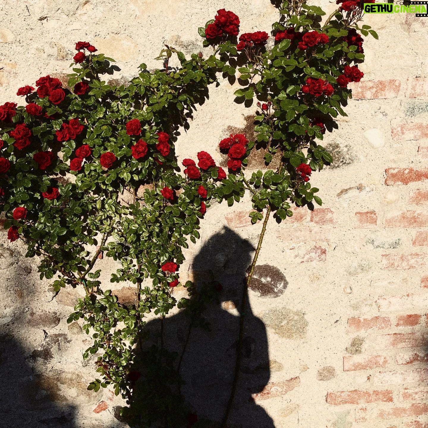 Lilly Dreesen | Gethu Cinema