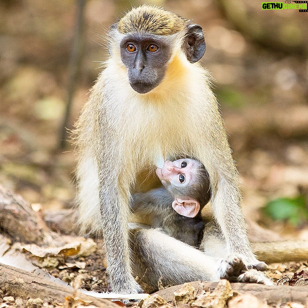 Mike Theiss | Gethu Cinema