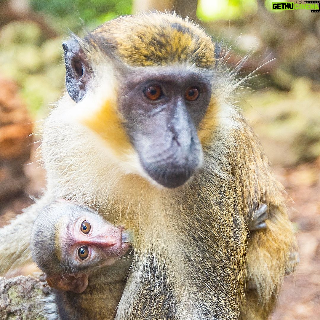 Mike Theiss | Gethu Cinema