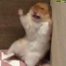 Mimi Shao | Gethu Cinema