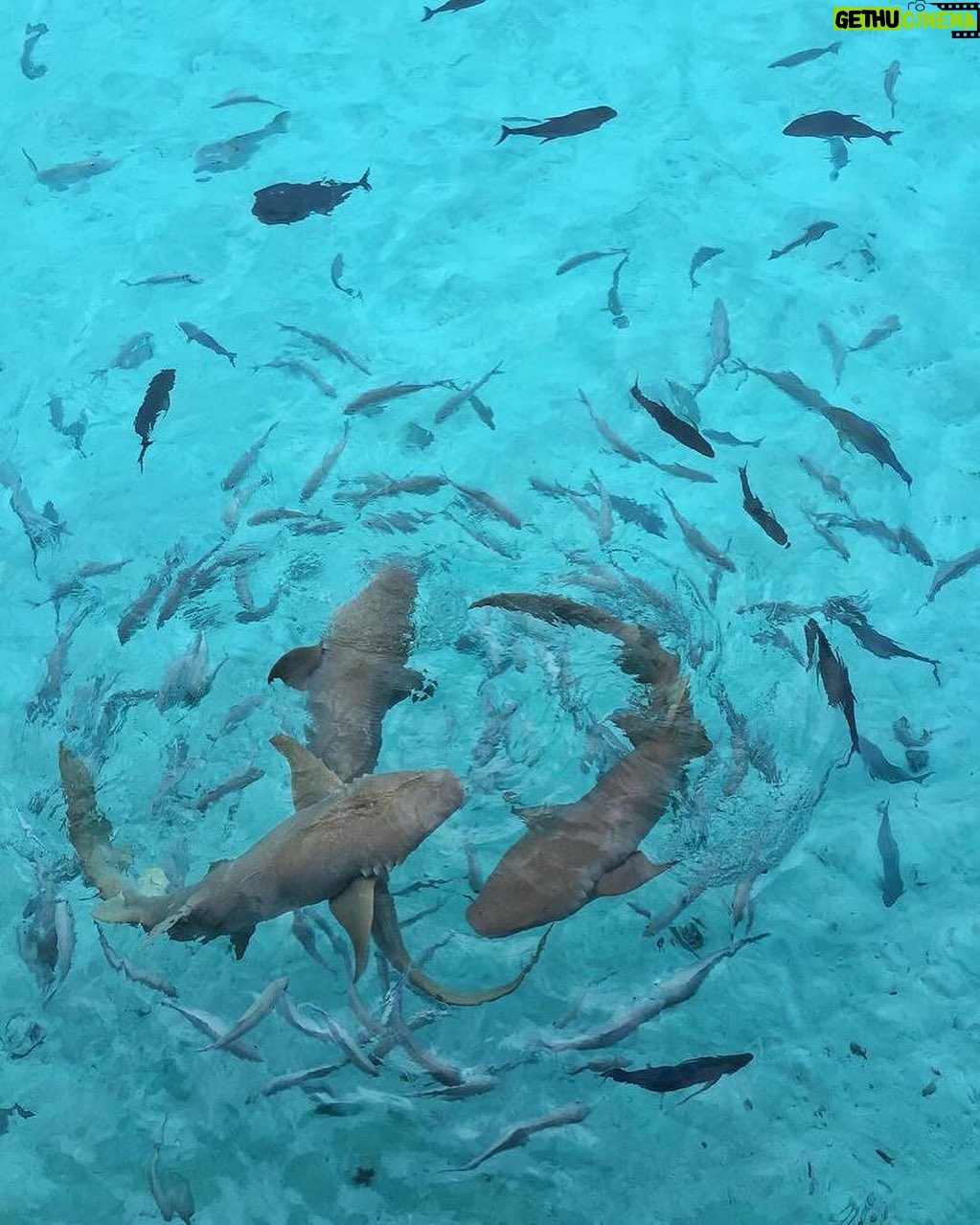 Neta Riskin | Gethu Cinema