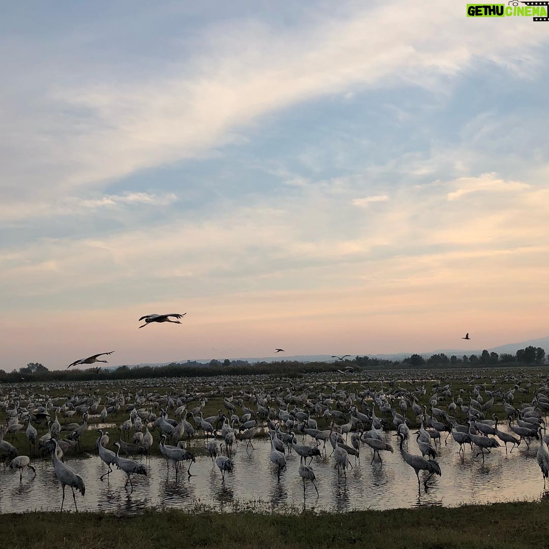 Neta Riskin | Gethu Cinema