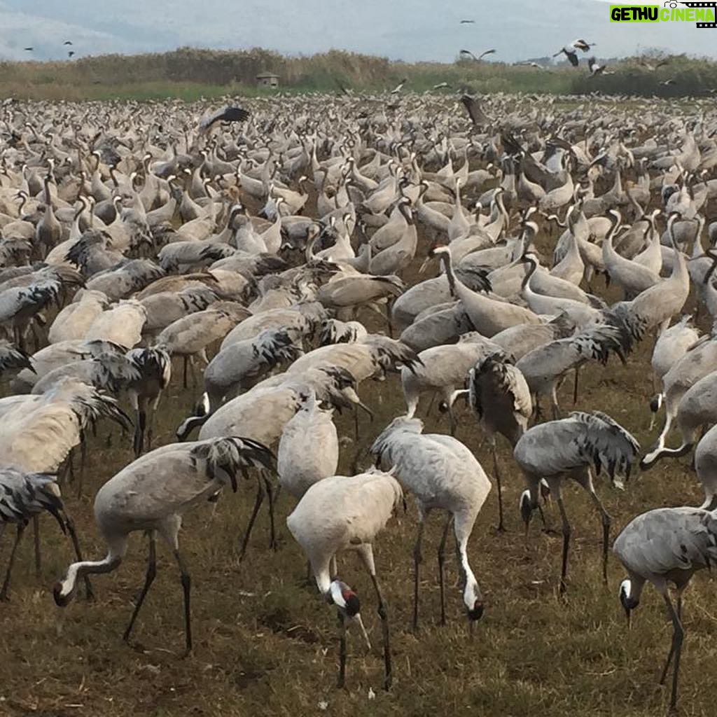 Neta Riskin | Gethu Cinema