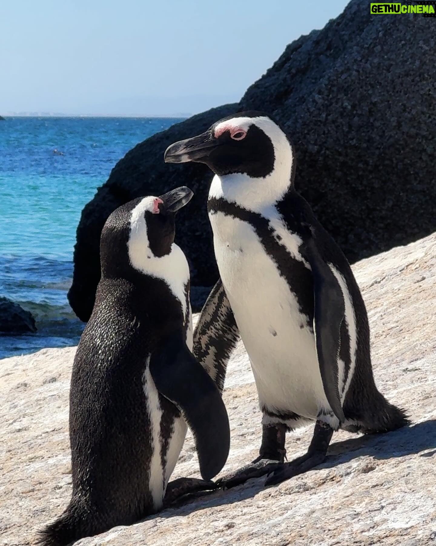 Riyadh Khalaf | Gethu Cinema