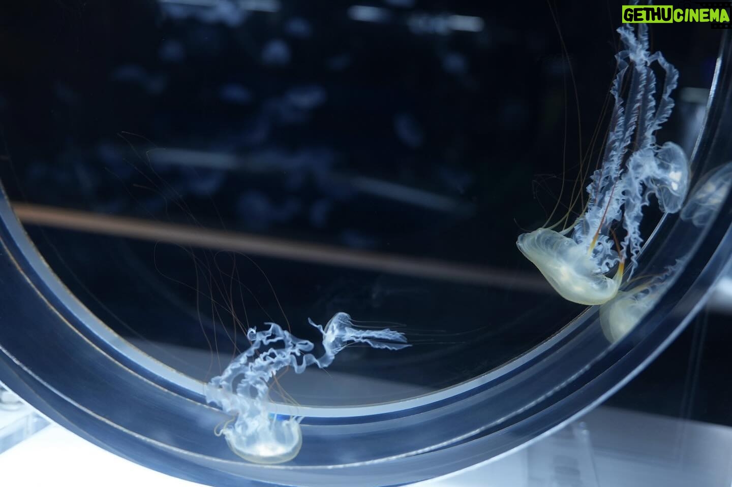 Rui Tanabe | Gethu Cinema