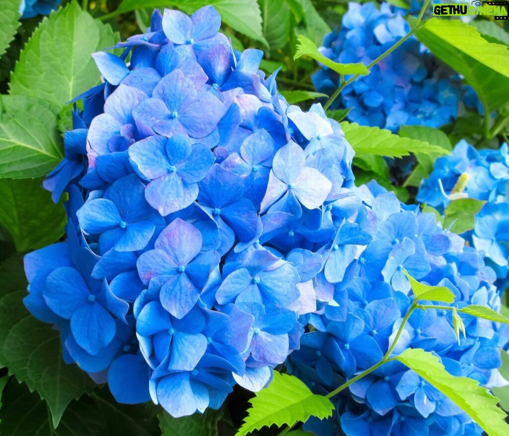 Actress Rui Tanabe HD Instagram Photos and Wallpapers June 2024 | Gethu ...