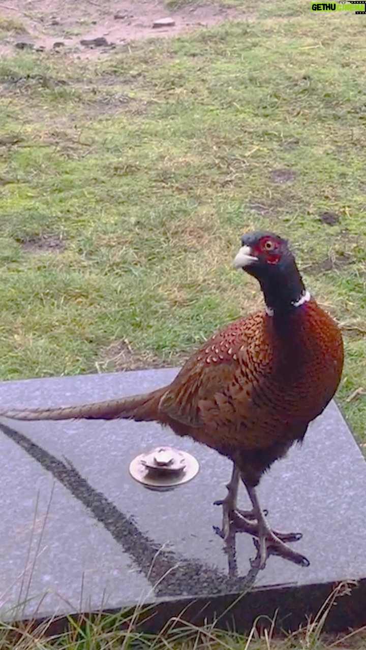 Sofia Kats | Gethu Cinema