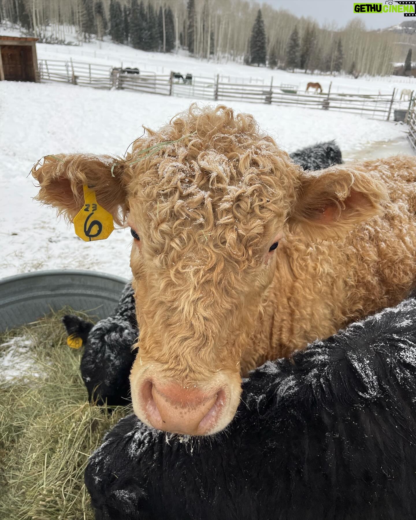 Caylee Cowan | Gethu Cinema