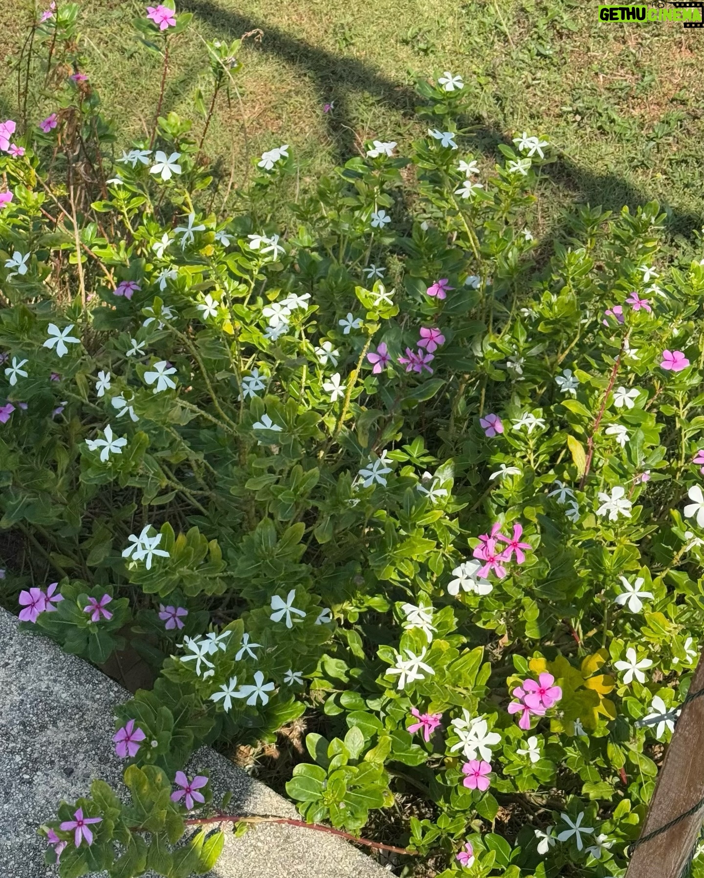 Kanyaphak Pongsak | Gethu Cinema