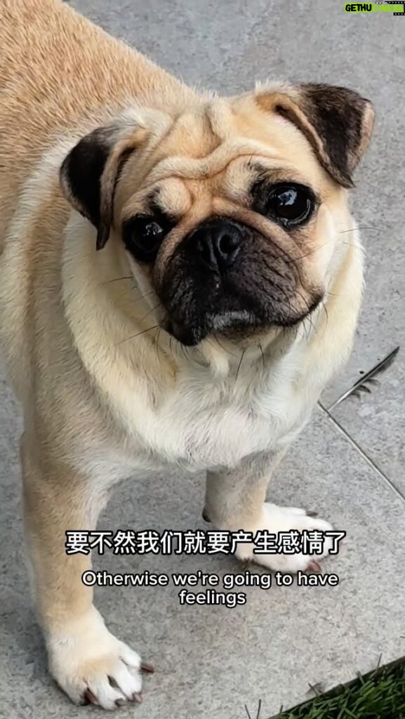 Actress Amber Chia HD Photos and Wallpapers August 2025 | Gethu Cinema