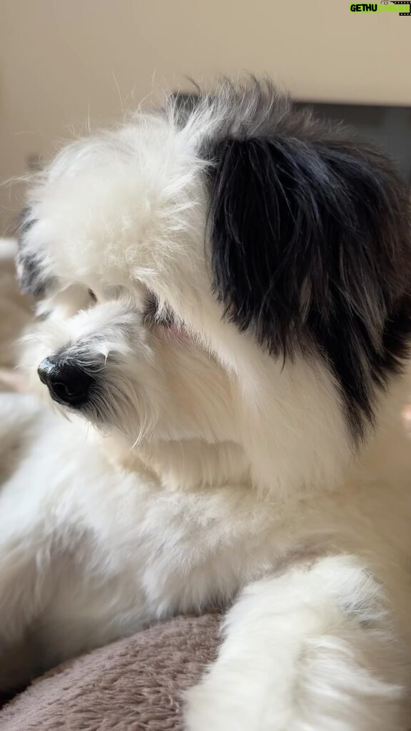 Actress Dana Hamdan HD Photos and Wallpapers April 2025 | Gethu Cinema