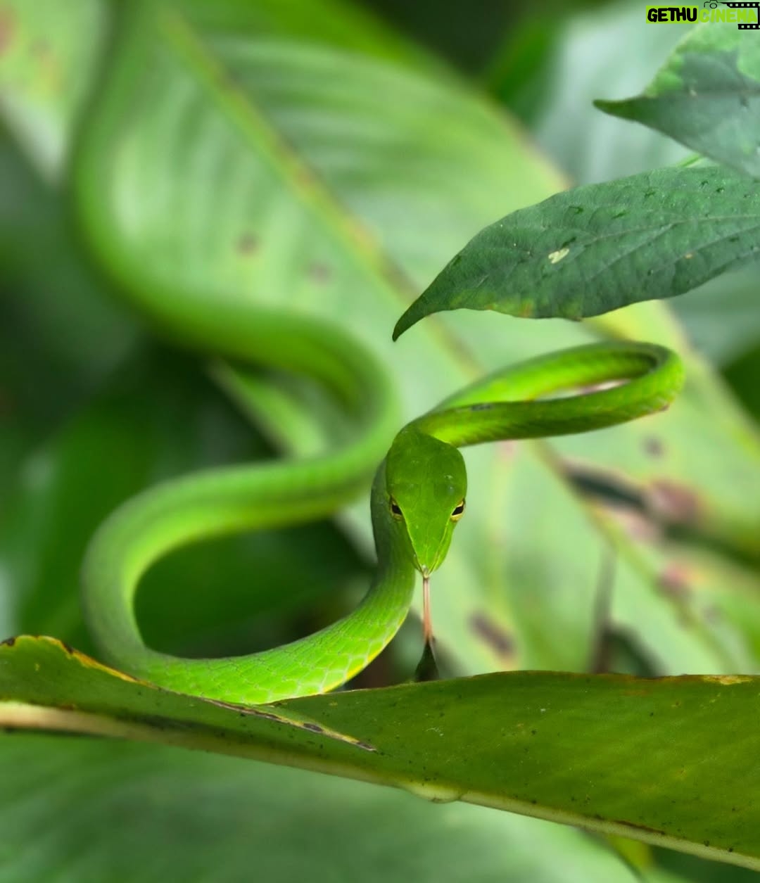 Actress Mahima Nambiar HD Photos and Wallpapers September 2025 | Gethu ...