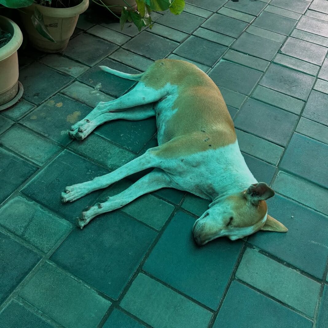 Actress anshika singh HD Photos and Wallpapers April 2025 | Gethu Cinema