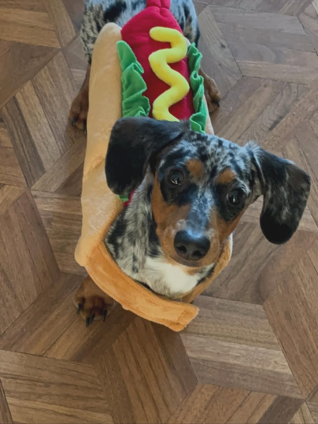 Actress Jessica Sutta HD Photos and Wallpapers November 2025 | Gethu Cinema